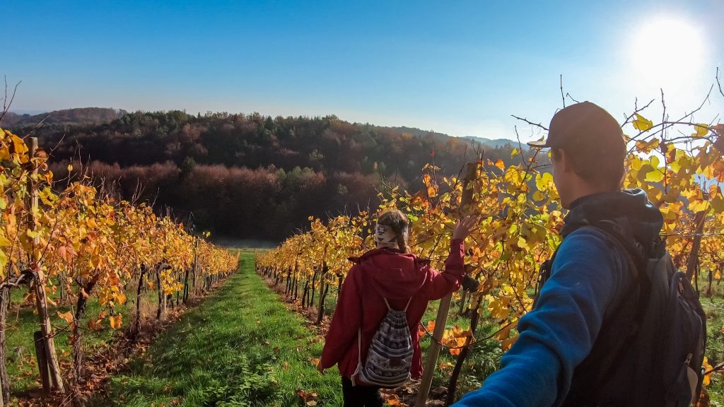 L'œnotourisme au menu de la filière vin